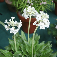 Buy Primula chionantha