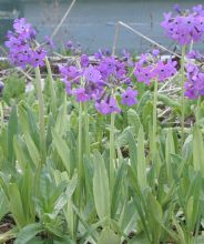 Buy Primula cf. chionantha subsp. sinopurpurea