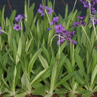 Buy Primula cf. chionantha subsp. sinopurpurea