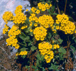 Buy Primula bullata var. forrestii