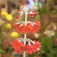 Buy Primula 'Inverewe'