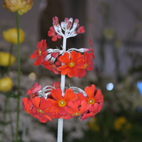 Buy Primula 'Inverewe'