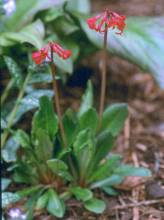 Buy Primula maximowiczii var. maximowiczii