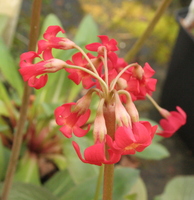 Buy Primula maximowiczii var. maximowiczii