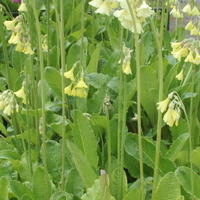 Buy Primula aff. sikkimensis var. pudibunda