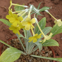 Buy Primula (Evotrochis) simensis