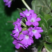 Buy Primula spectabilis