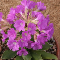Buy Primula spectabilis