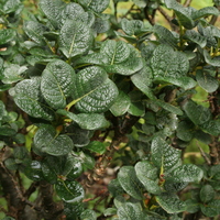 Buy Salix 'Boydii'