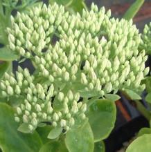 Buy Sedum (Hylotelephium) spectabile 'Stardust'