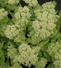 Buy Sedum (Hylotelephium) spectabile 'Stardust'