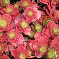 Buy Phedimus (Sedum) spurius 'Ruby Mantle'
