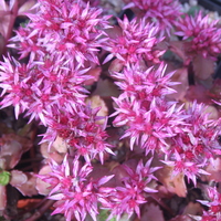 Buy Phedimus (Sedum) spurius 'Ruby Mantle'