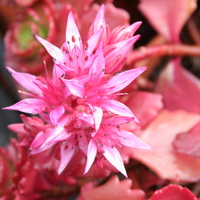 Buy Phedimus (Sedum) spurius 'Ruby Mantle'