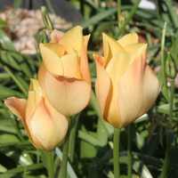 Buy Tulipa linifolia (Batalinii Group) 'Bright Gem'