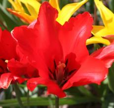 Buy Bulbs from Kevock Garden Plants - Scotland